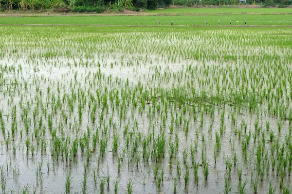 Cambodia rice field Stock Photos, Royalty Free Cambodia rice field ...
