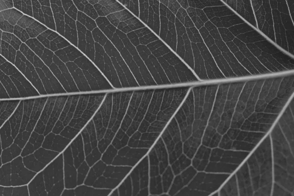 Black tree leaf Stock Photos, Royalty Free Black tree leaf Images ...