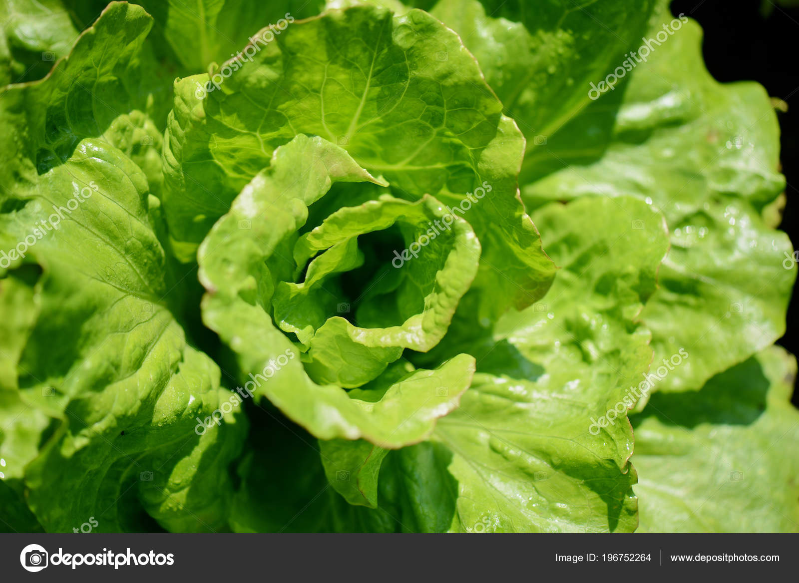 Aerial View Green Lettuce Head Close Fresh Garden Salad — Stock Photo ...