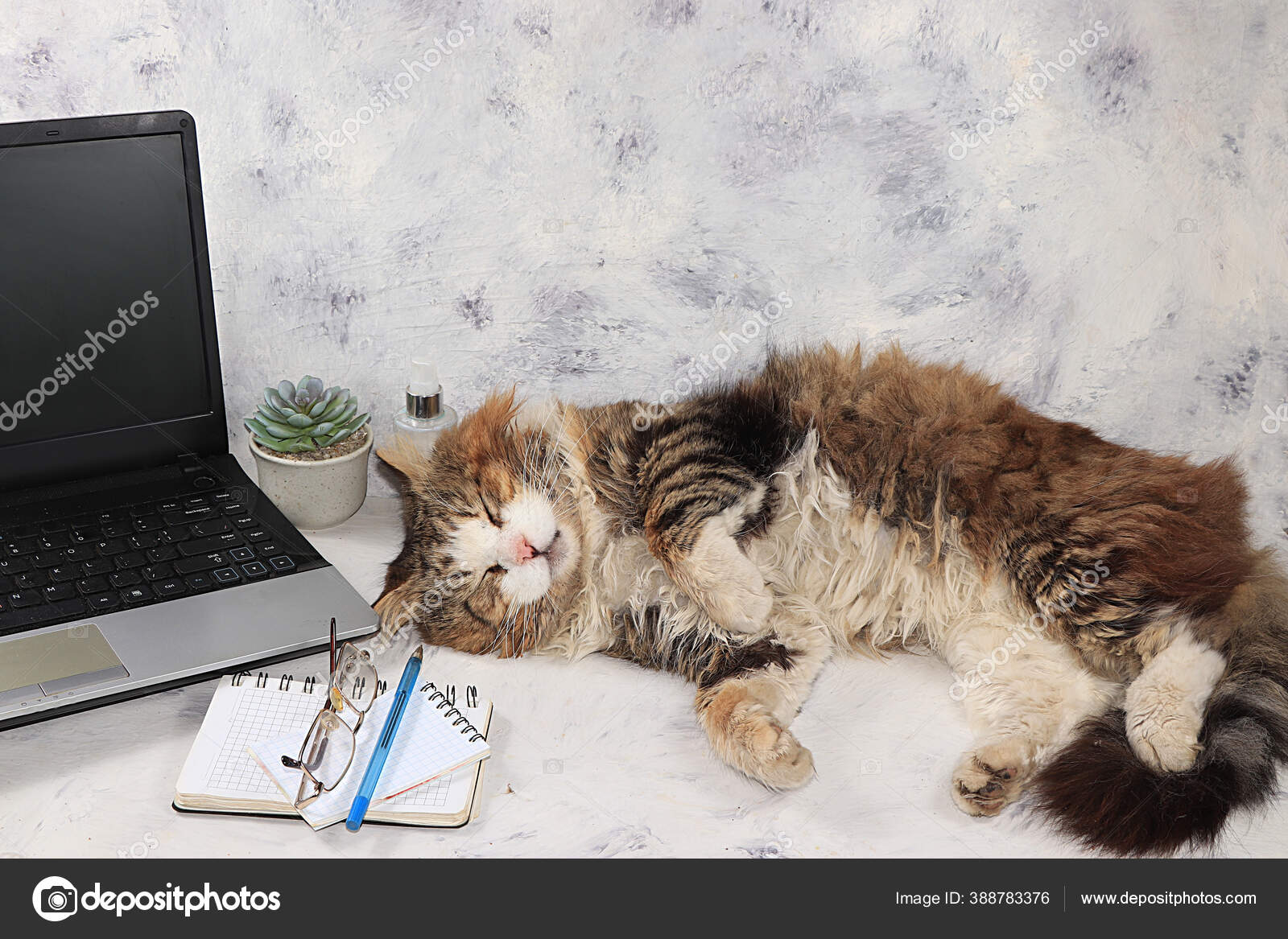 Sleepy Animals On Computer