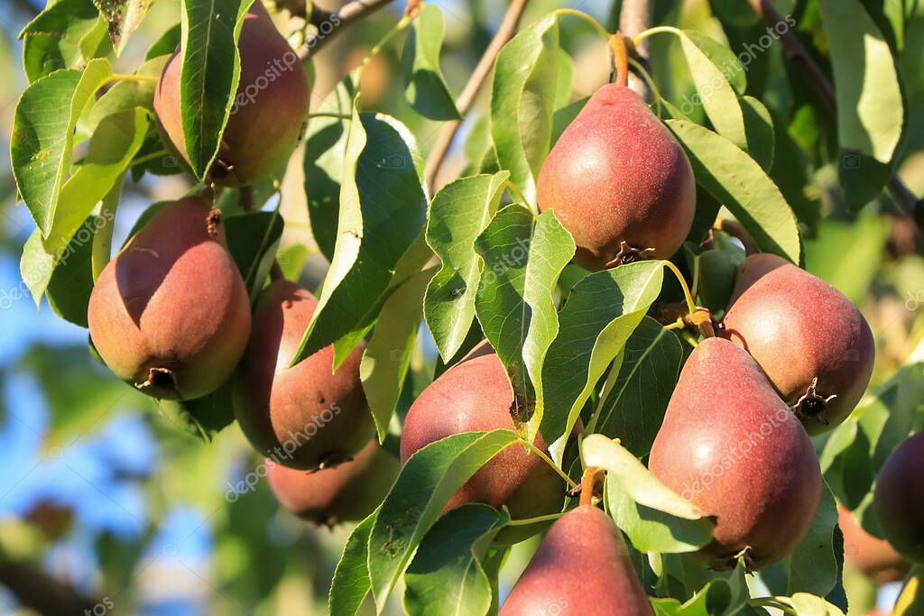 Pera en el otoño Soleado jardín en las ramas de los árboles. Cosecha en ...