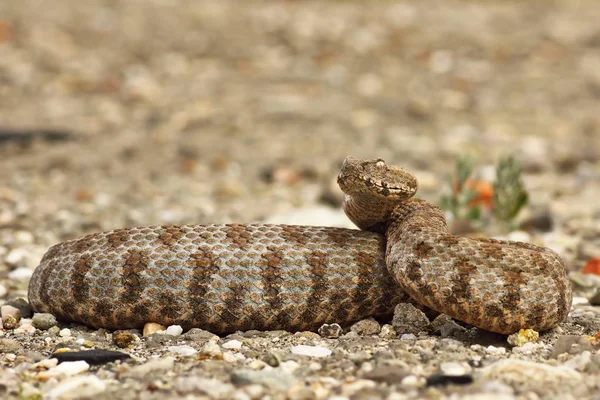víbora peligrosa lista para atacar; esta es una de las serpientes ...