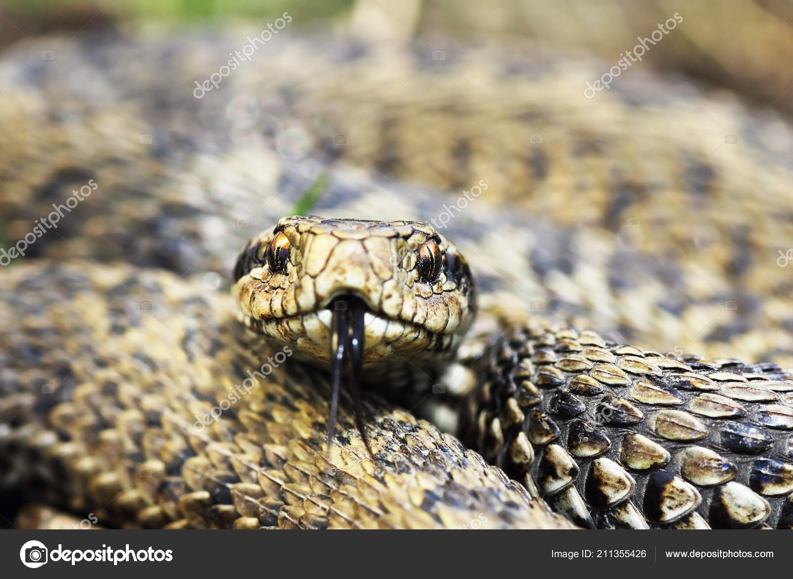 Snake Front View
