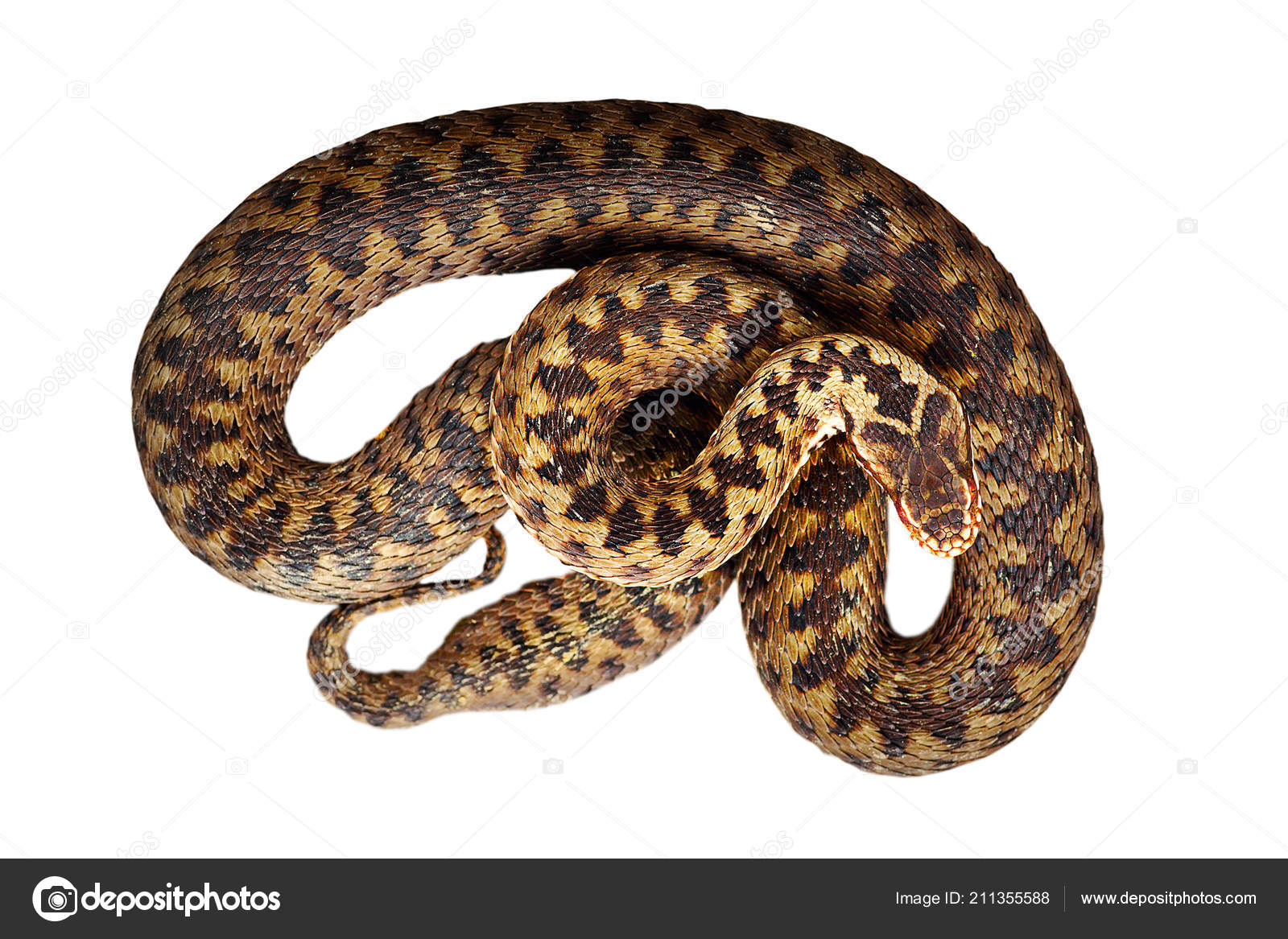 Beautiful Common European Adder Isolated White Background Vipera Berus ...