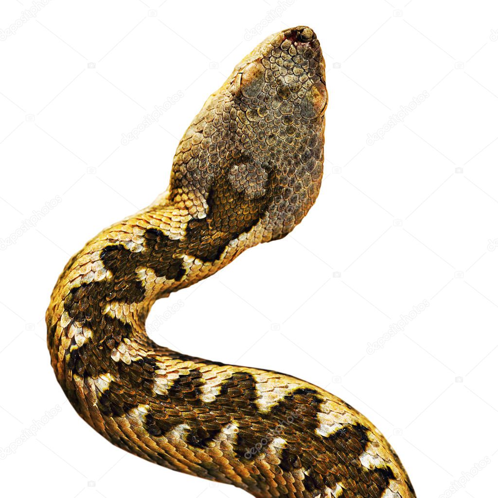 cabeza de Vipera ammodytes aislada sobre fondo blanco, la víbora de ...