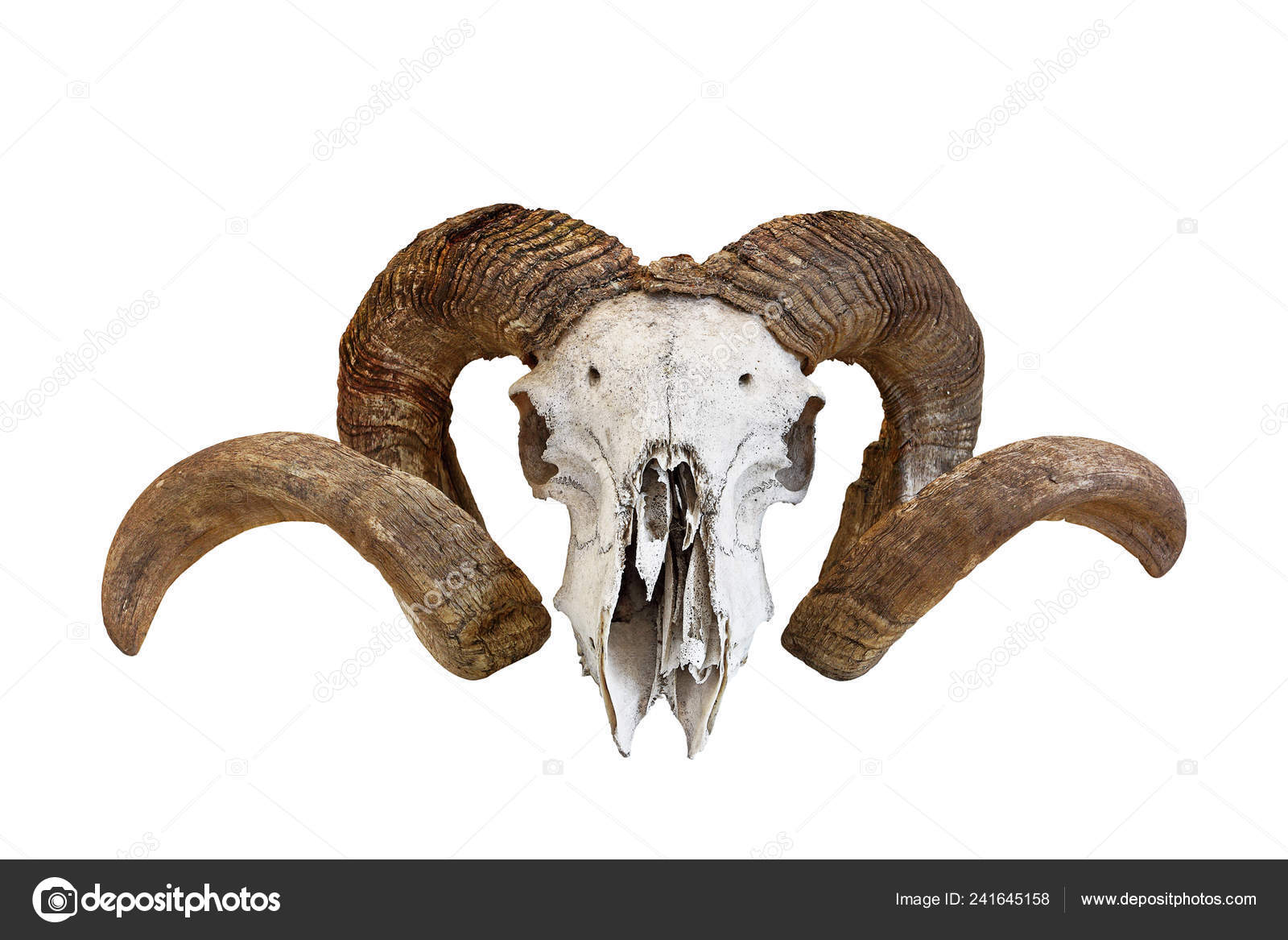Ram Skull Front
