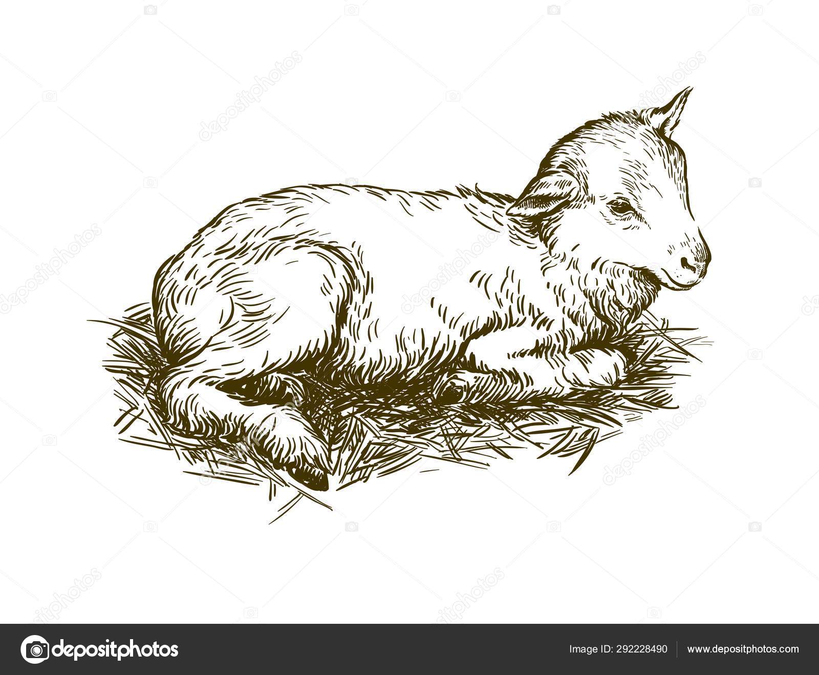Lamb Drawing Outline