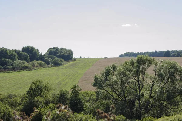 landscape, sky, field, grass, nature, green, summer, blue, meadow, tree ...