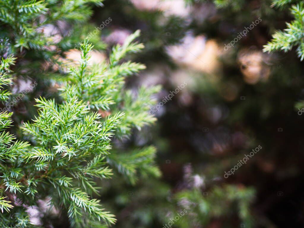 The Tree Leaves and Beautiful Nature in the trail of Mianshan Mountain ...