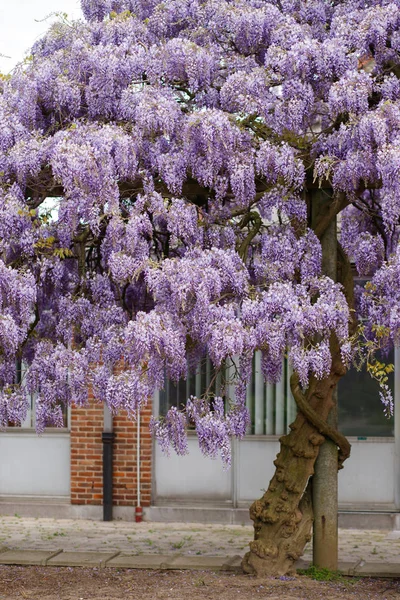 Arbre de glycine Stock Photos, Royalty Free Arbre de glycine Images ...