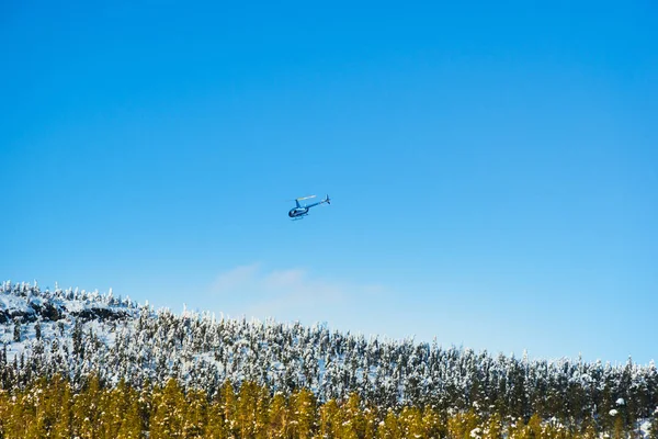 Blue helicopter flying among mountains, with snow covered evergreen fir ...