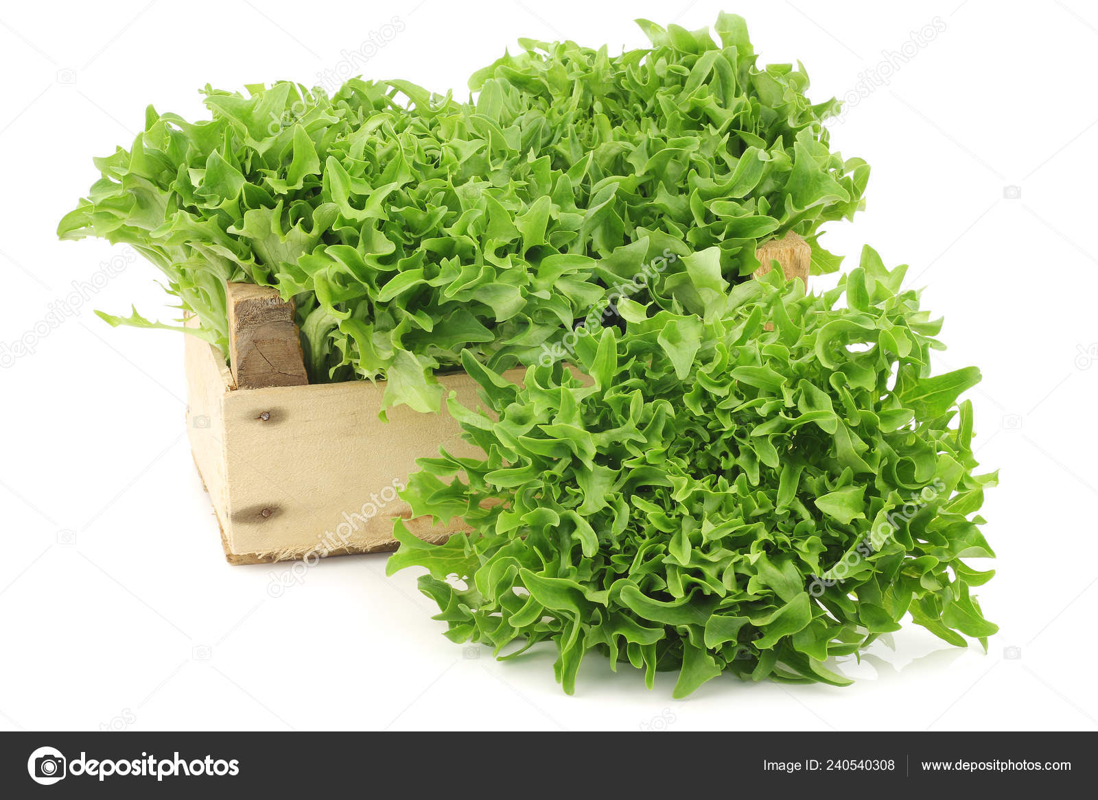 Lechuga Rizada Roja Verde Recién Cosechada Una Caja Madera Sobre — Foto ...