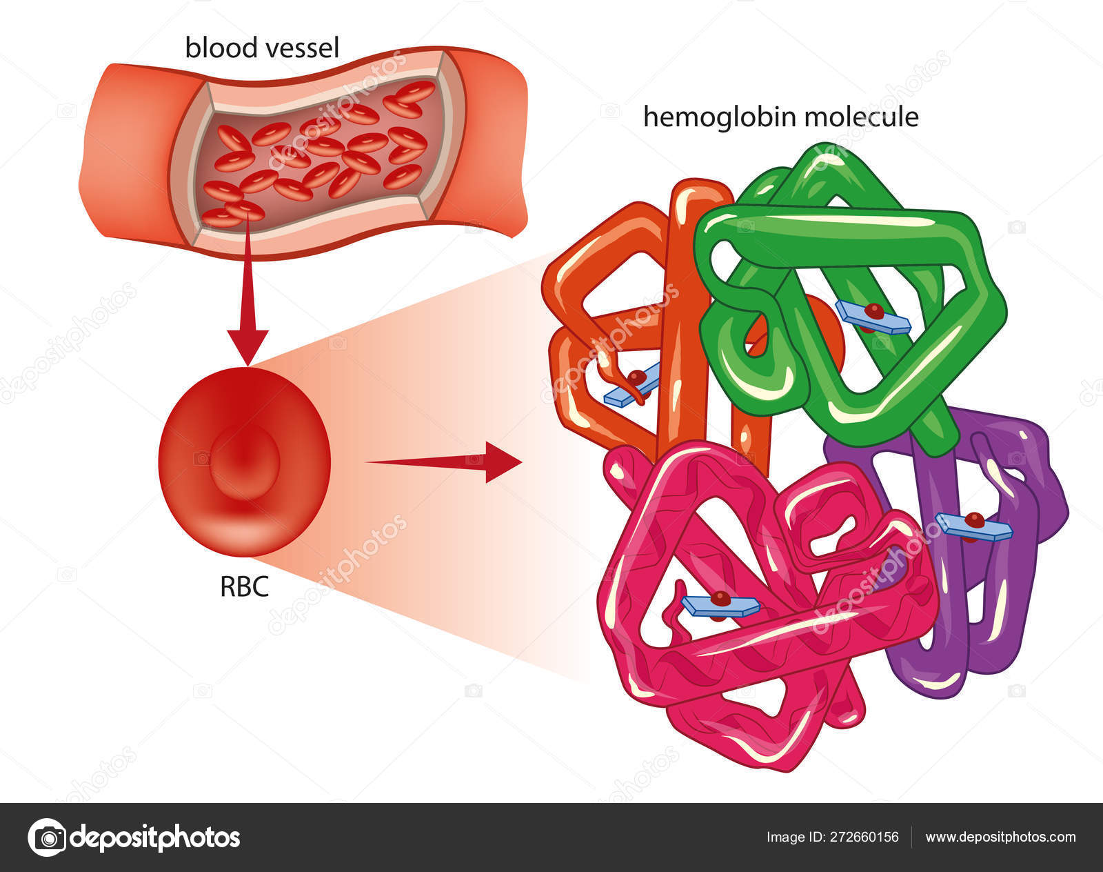 Red blood cell and hemoglobin molecule Stock Vector Image by ©Lukaves ...