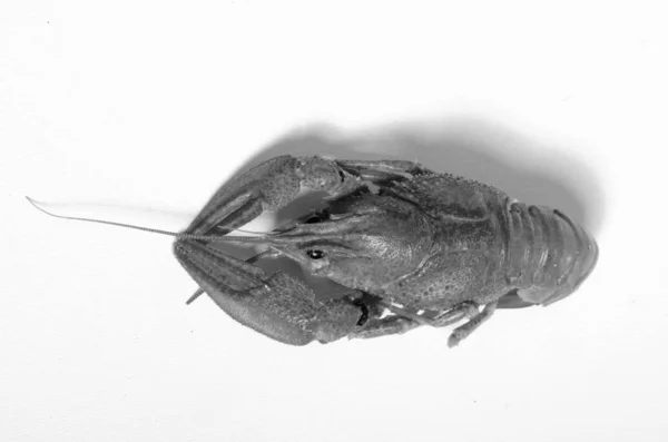 Small cockroach Stock Photos, Royalty Free Small cockroach Images ...