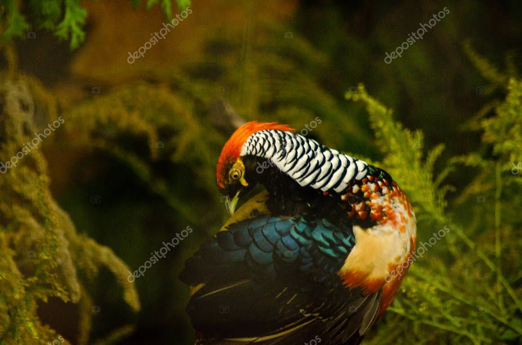 Faisán, macho, cuello anular o Faisán común (Phasianus colchicus) en un ...