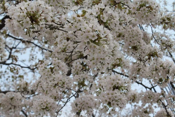 Canberra spring Stock Photos, Royalty Free Canberra spring Images ...