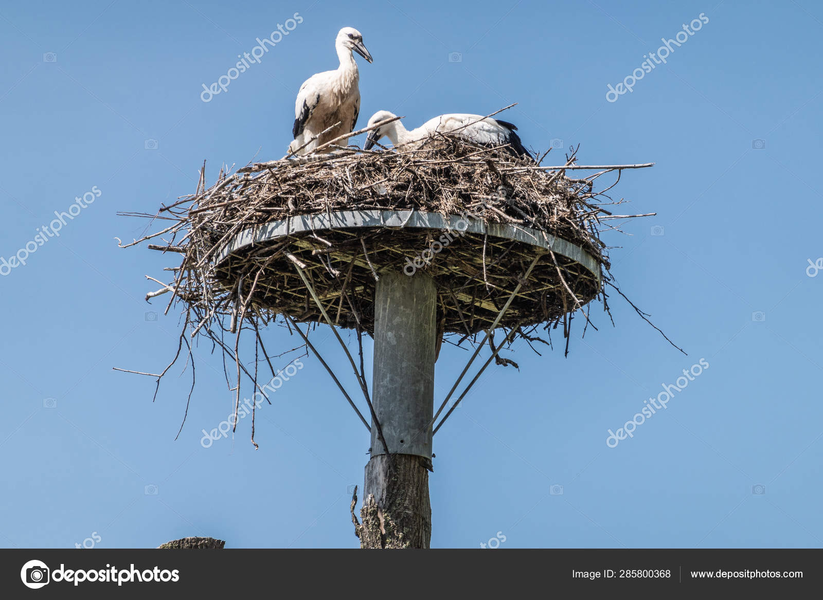 Two stork chicks in nest in Zwin Bird Refuge, Knokke-Heist, Flan ...