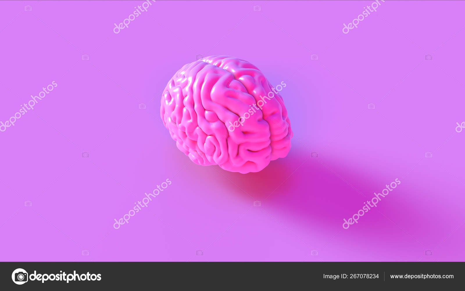 Pink Human Brain Anatomical Model Illustration Stock Photo by ©80sChild ...