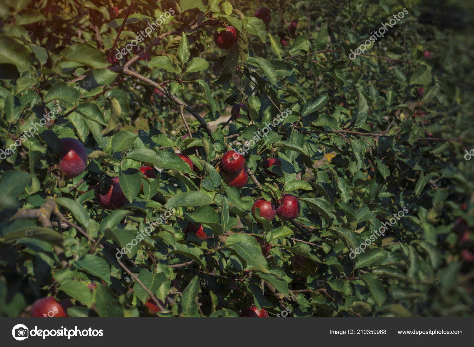 Red Apples Growing Tree Branches Concept Agriculture Healthy Eating Organic — Stock Photo ...