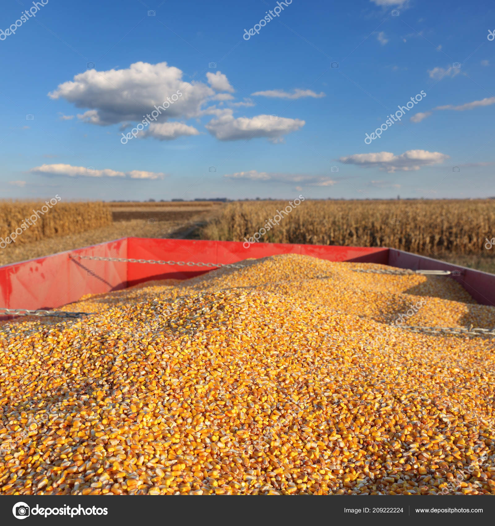 Agriculture Corn Harvest Heap Crop Trailer Field Selective Focus ...
