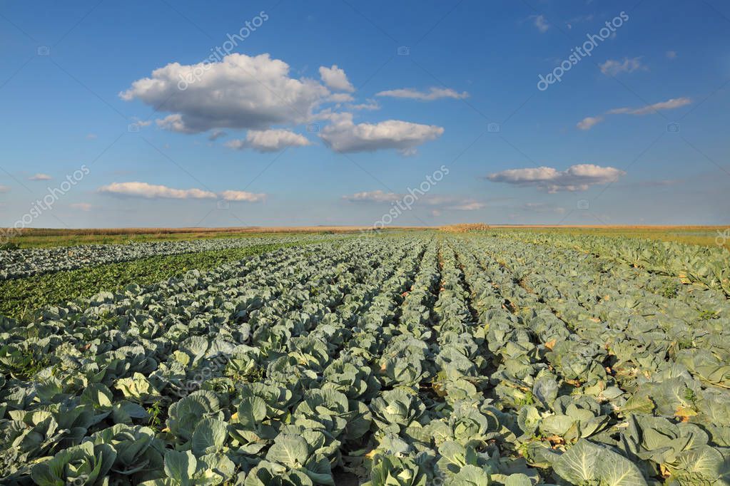 Campo de repollo orgánico en otoño listo para la cosecha con cielo azul ...