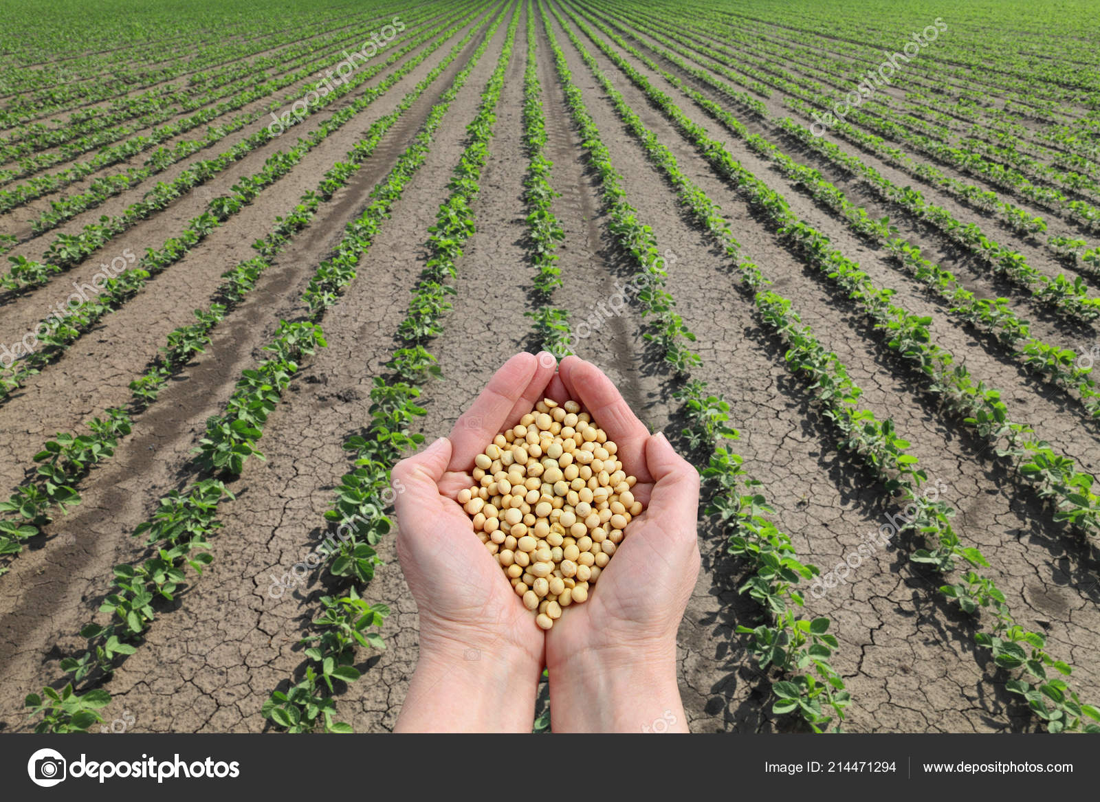 Soybean Field Background