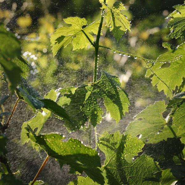 Spraying grape plants in vineyard in spring or early summer, plant ...