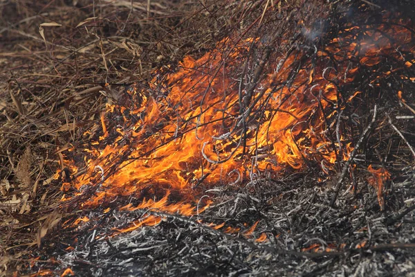 Fire in marsh, natural disaster - Stock Image - Everypixel