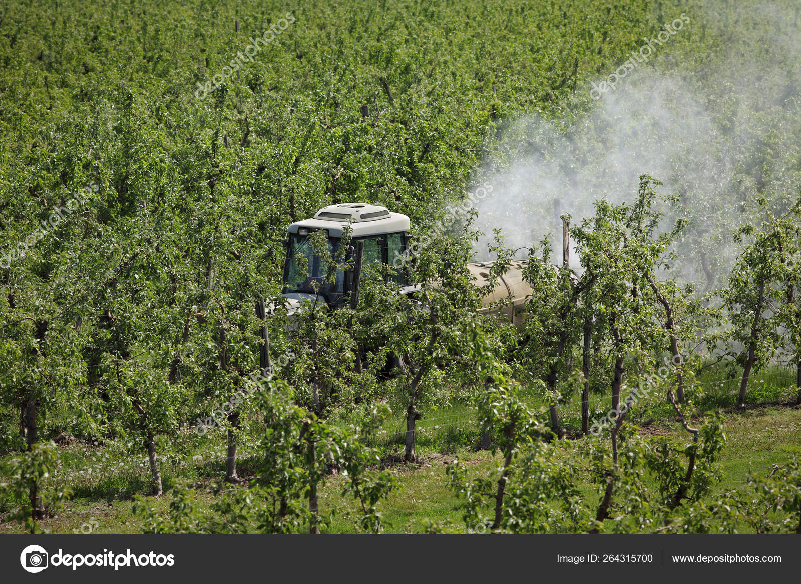Tractor spraying insecticide or fungicide in apple orchard — Stock ...