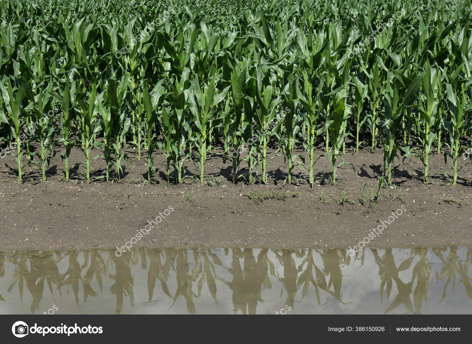 Corn Plant Flood