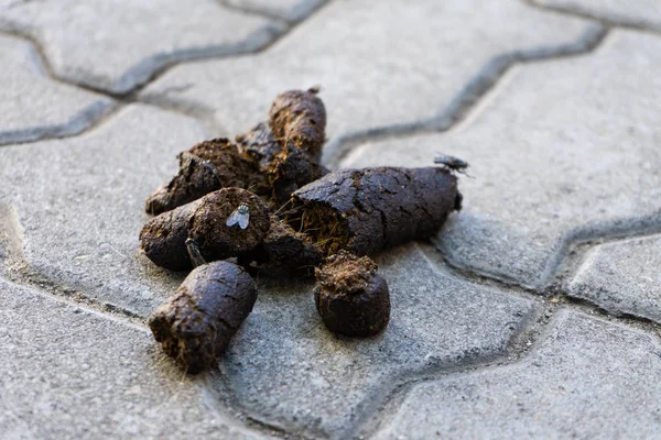 Heces de perro fotos de stock, imágenes de Heces de perro sin royalties ...