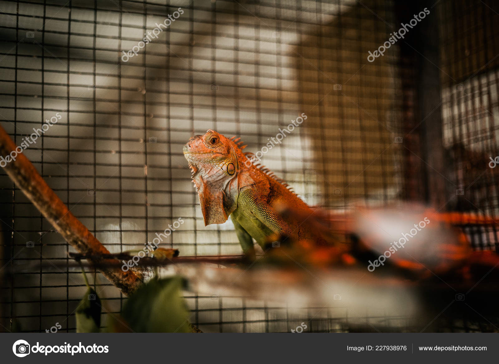 Green Iguana Cage