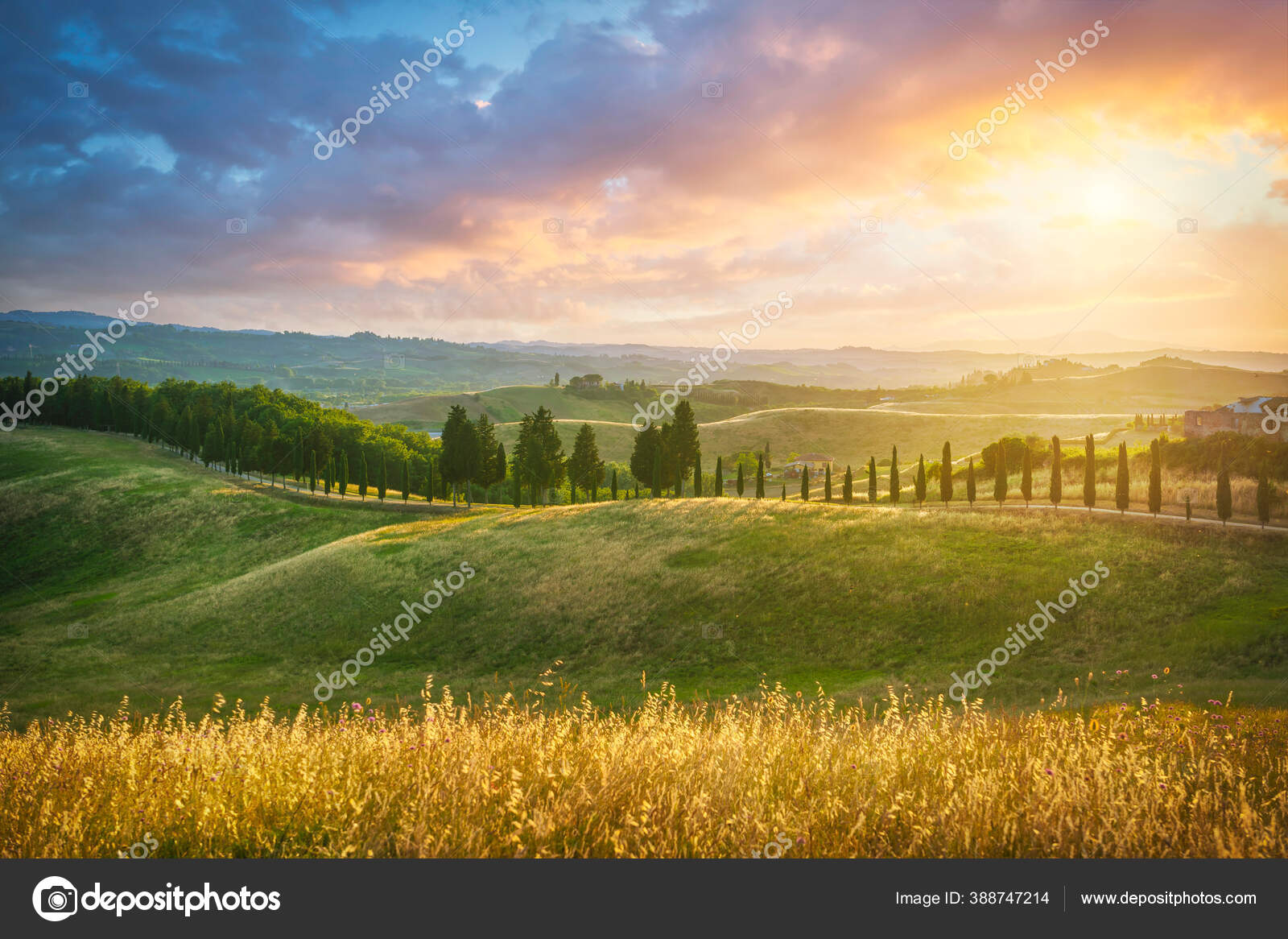 Certaldo Canonica Park Sunset Rolling Hills Landscape Cypress Tree Row ...