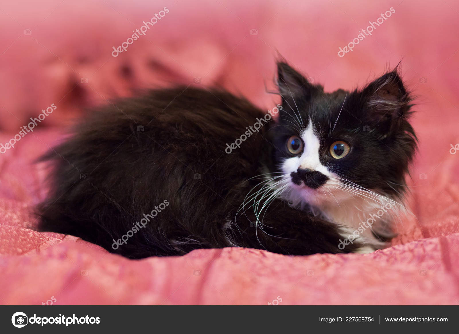 Fluffy Tuxedo Kittens