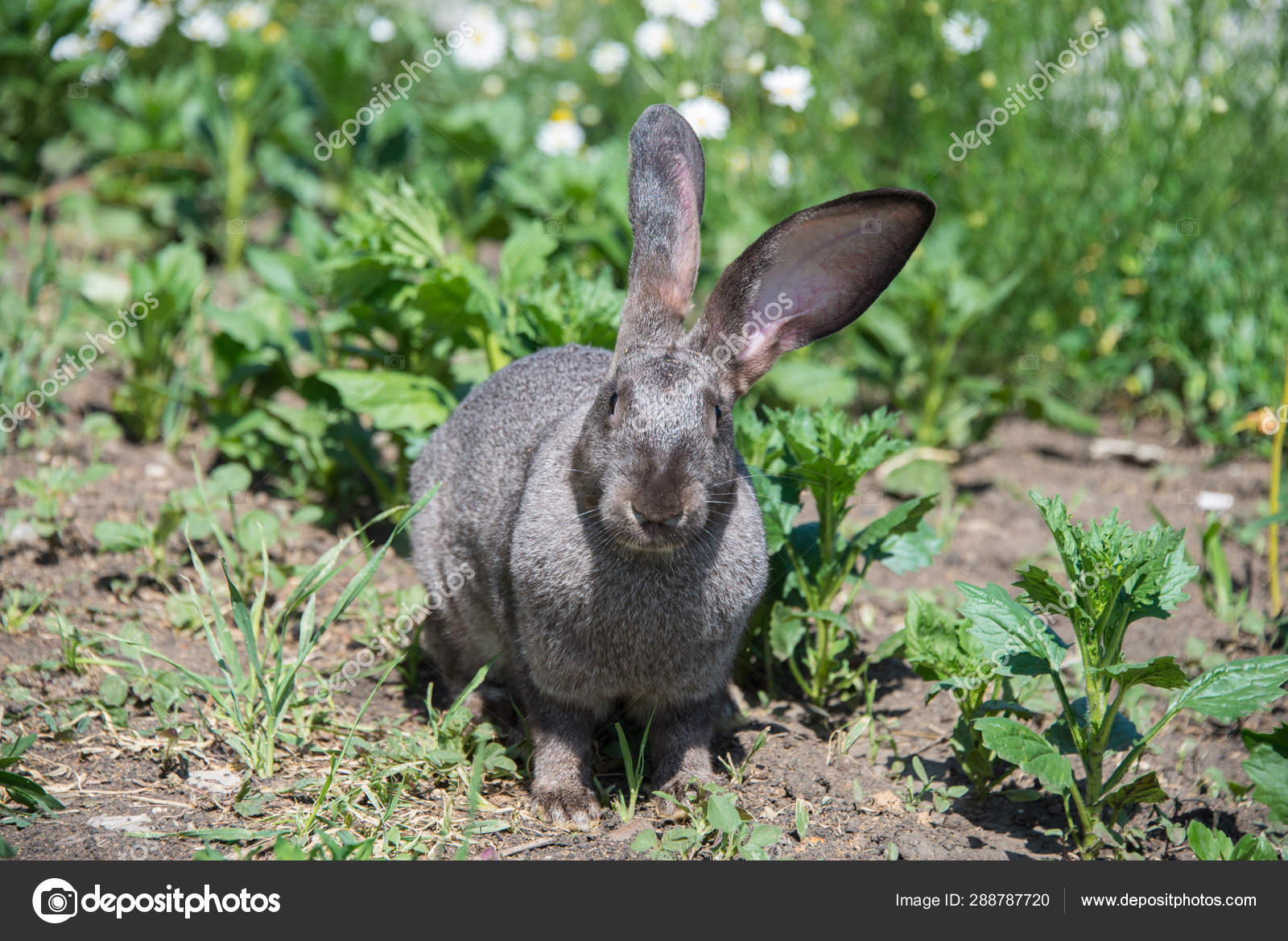 Beautiful Grey Rabbit Green Grass — Stock Photo © DenisPenza #288787720
