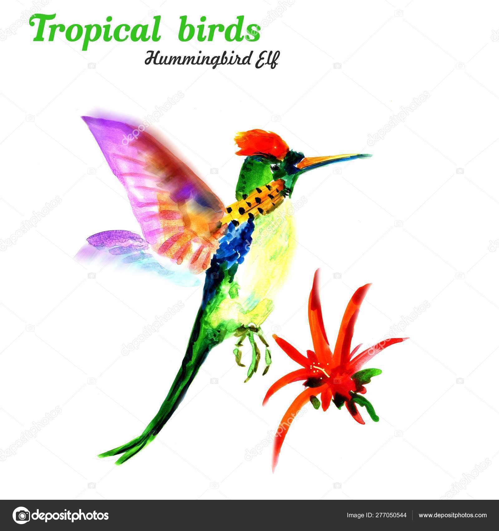 Tropical birds. Hummingbird elf Stock Illustration by ©Sucares #277050544