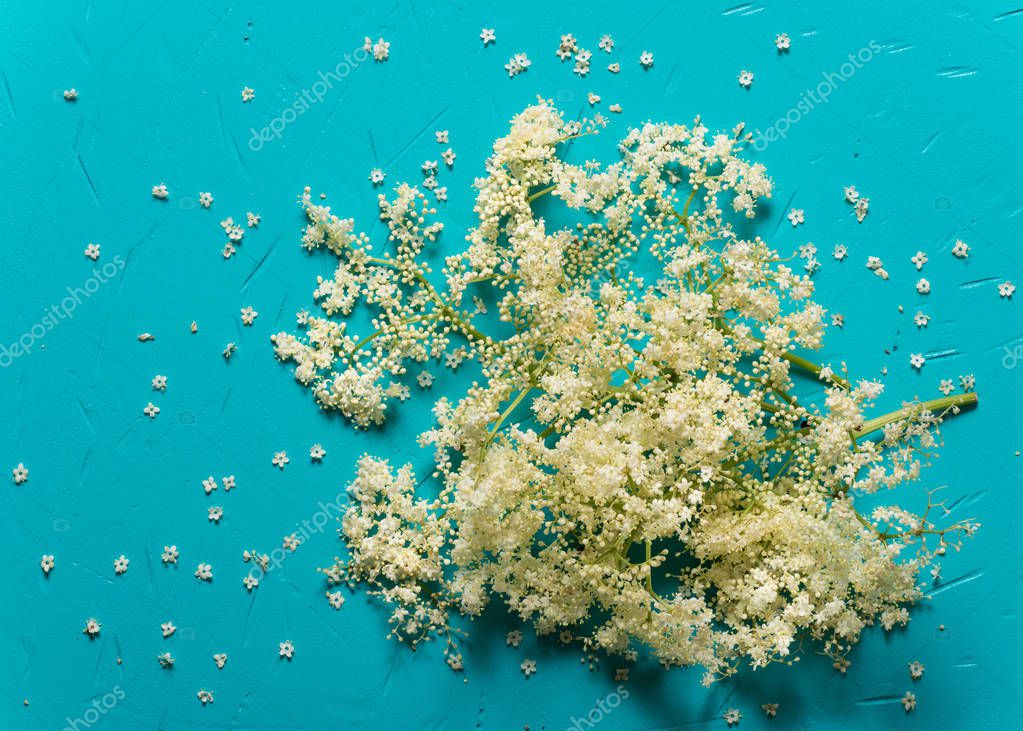 Las flores de saúco o saúco (Sambucus nigra), un delicioso alimento ...