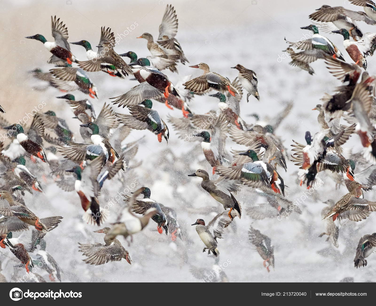 Flock Of Mallard Duck Flying