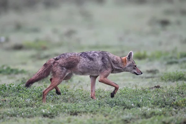 African golden wolf Stock Photos, Royalty Free African golden wolf ...