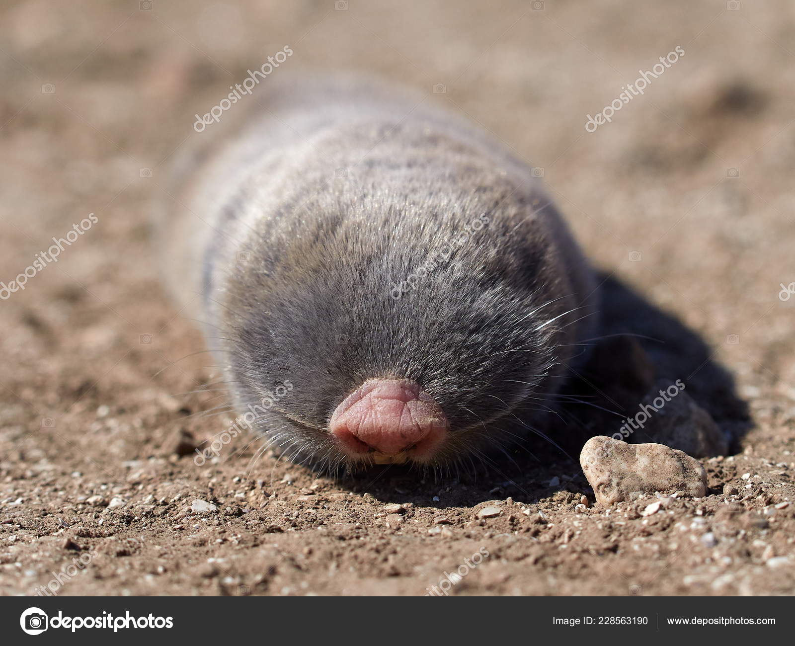 Lesser Mole Rat Nannospalax Leucodon Natural Habitat Stock Photo by ...