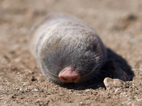 Mole rat Stock Photos, Royalty Free Mole rat Images | Depositphotos