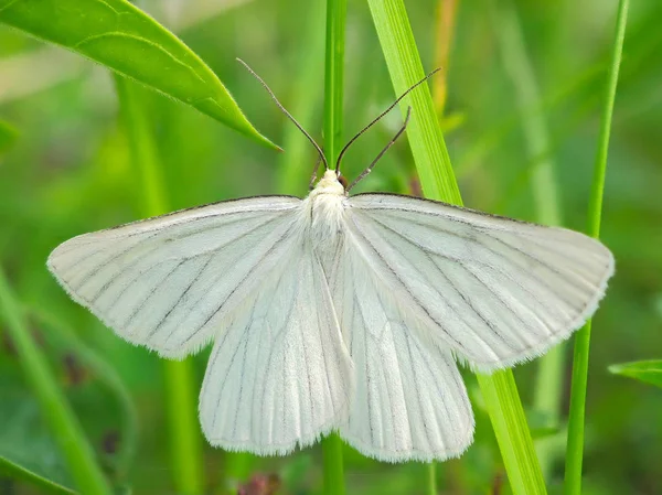 White carniola Stock Photos, Royalty Free White carniola Images ...