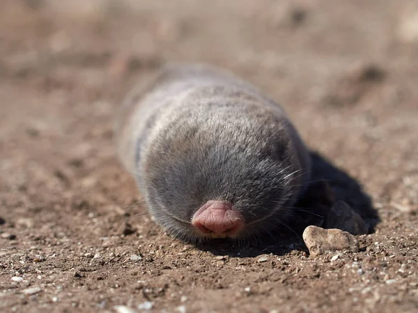 Beautiful mole Stock Photos, Royalty Free Beautiful mole Images ...
