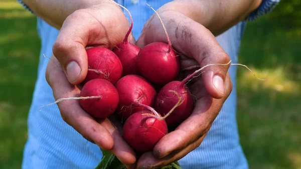 The portrait guy the farmer in a straw hat, robe (shirt) raises dirty ...