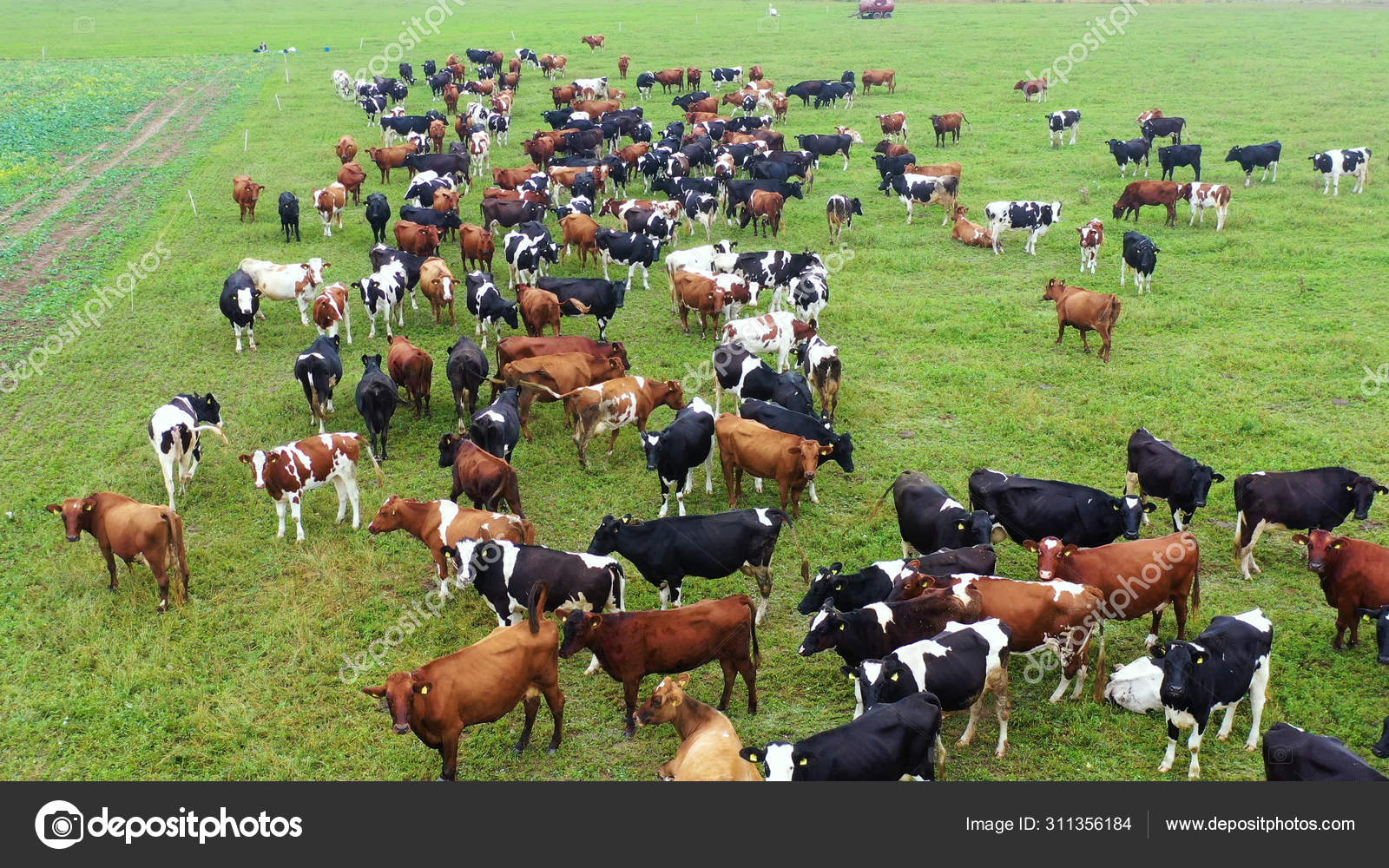 Aerial View Cows Herd Grazing Pasture Field Top View Drone Stock Photo ... Aerial View Cows Herd Grazing Pasture Field Top View Drone Stock Photo ...