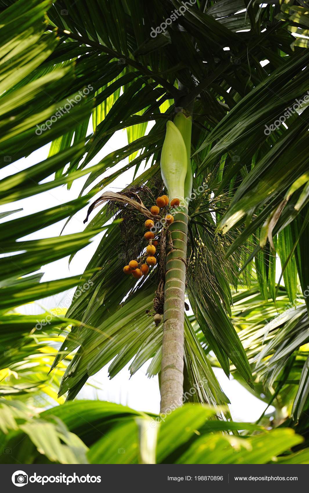 Fruit Trees Home Gardening Apple Cherry Pear Plum Palm Tree Orange Fruit
