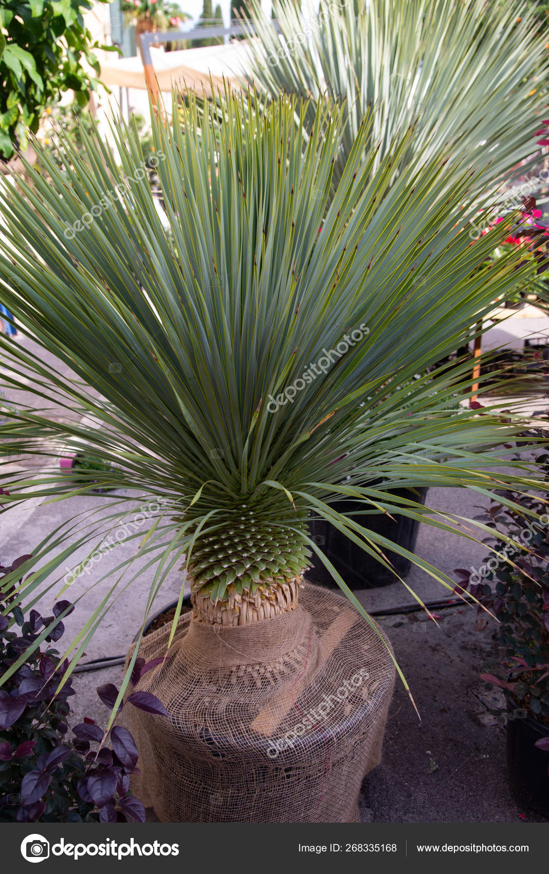 Yucca Rostrata Pot Beautiful Semi Succulent Evergreen Ornamental Plant ...