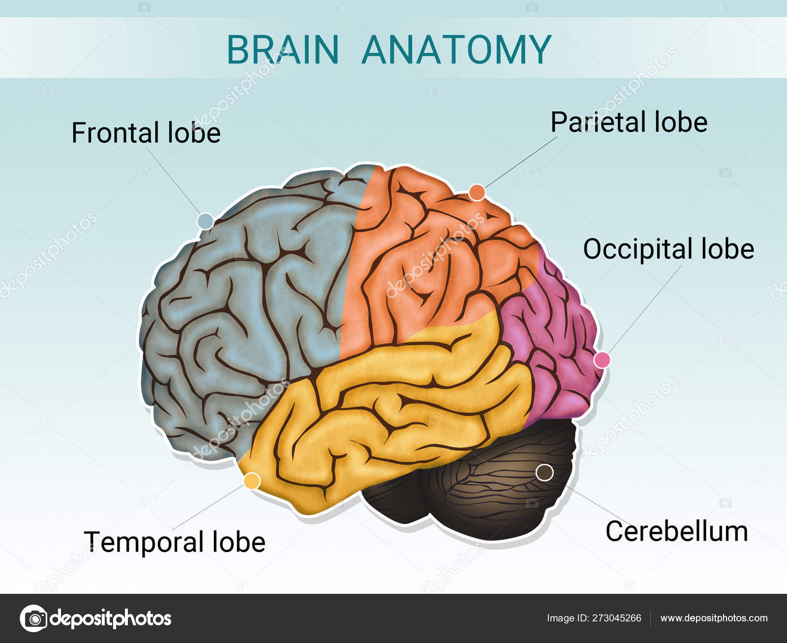 Hjerneanatomi Diagram Laminert Hjerneanatomi Plakat Anatomisk Kart