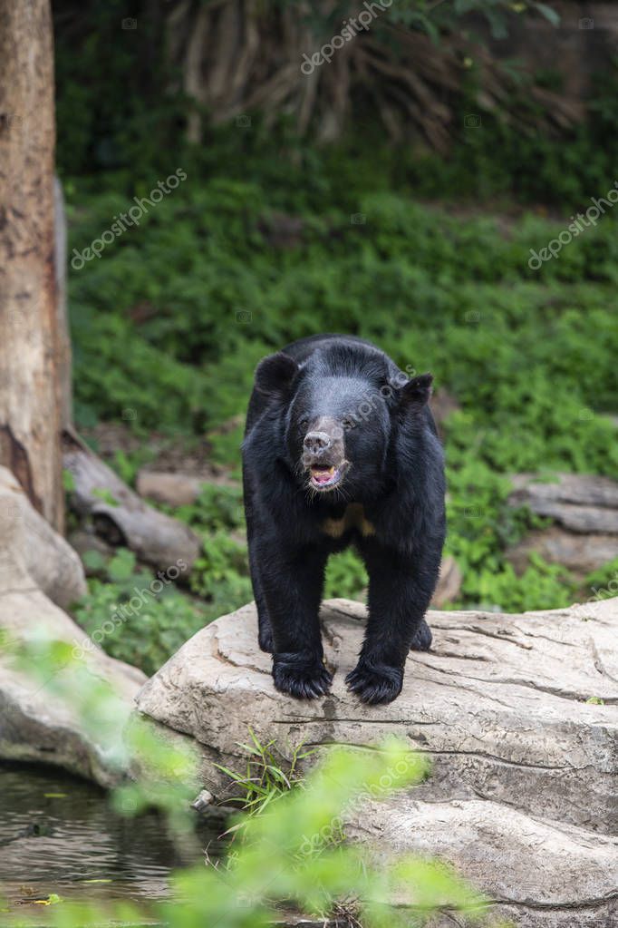 El oso negro asiático es una especie de oso de tamaño mediano a grande ...