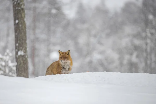 Fox in snow Stock Photos, Royalty Free Fox in snow Images | Depositphotos
